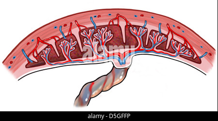 Fetal blood circulation Stock Photo - Alamy
