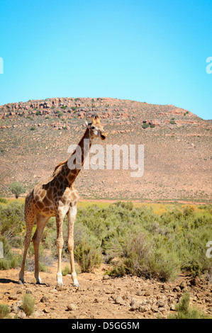 Giraffe walking in bush area, giraffa camelopardalis , Moremi game ...