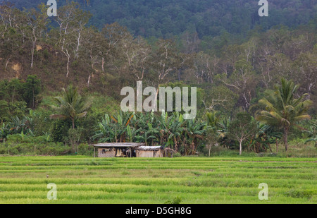 Rice field, Timor-Leste (East Timor), Asia Stock Photo - Alamy