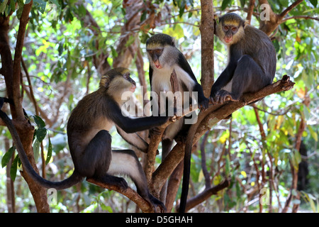 sacred Mona monkeys of the Boabeng Fema Monkey Sanctuary, Ghana Stock ...