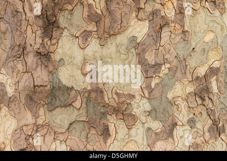 Sycamore tree peeling its' bark Stock Photo - Alamy