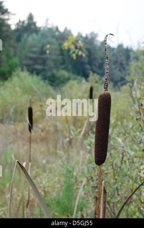 Cat tail in the swamp Stock Photo - Alamy
