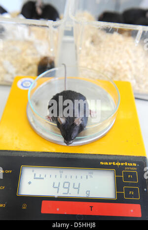A thick mouse sits on a scale at the clinic for internal medicine of ...