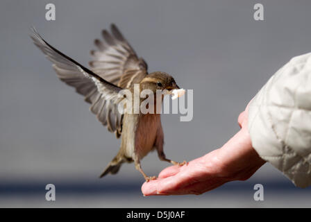 Ein Spatz in der Hand 20250521am143 Hamburg Hamburg Deutschland Germany ...