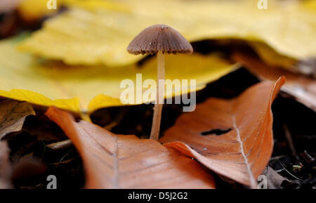 A mushroom of the genus Mycena stands between coloured leaves in a ...