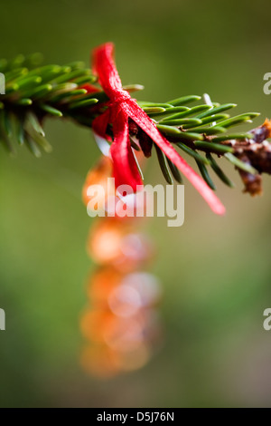 Bright Red Ornament Hanging From a Festive Christmas Tree Surrounded by ...