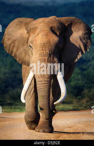 Teeth of African Elephant Stock Photo - Alamy