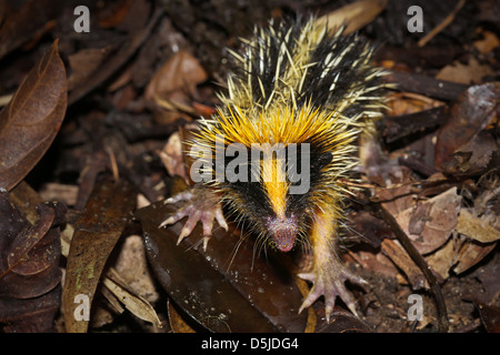 Yellow streaked tenrec Hemicentetes semispinosus Tenrecidae at night ...