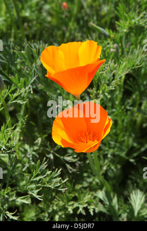 California Golden Poppy Stock Photo - Alamy