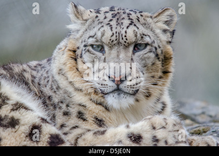 Snow Leopard nose Stock Photo - Alamy
