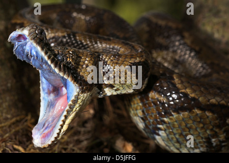 Boa constrictor (Boa constrictor), with open mouth, captive Stock Photo ...