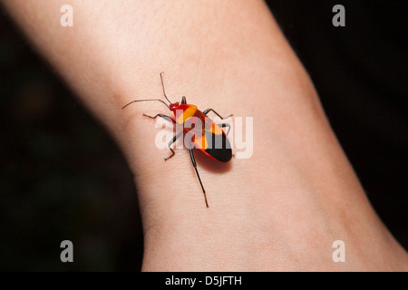 Madagascar, insects, hand of Operation Wallacea student holding ...