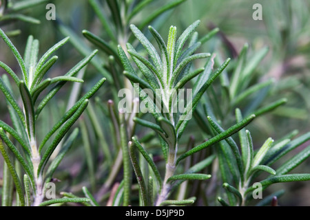 Close-up of fresh rosemary plant with green leaves Stock Photo - Alamy