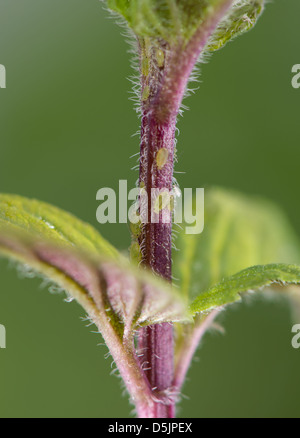 Aphids (Aphididae) Insecta Stock Photo - Alamy