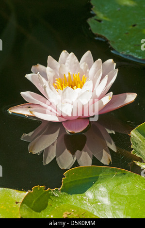 Nymphaea alba (White water lily) underwater with roots Stock Photo - Alamy