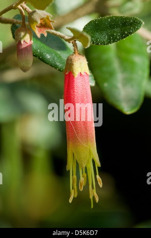 native Australian red correa plant outdoor in beautiful tropical ...