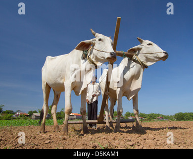 Traditional farming. Farmer ploughing fields in Tunisia with two ox ...