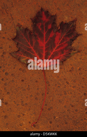 A single decaying maple leaf Stock Photo - Alamy