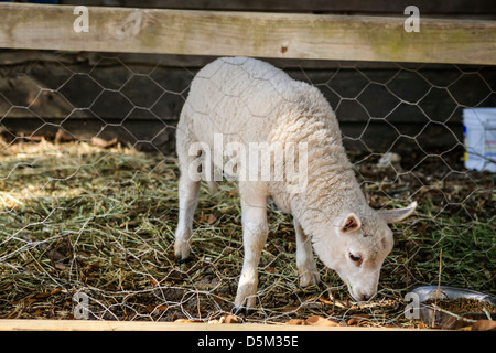 Spring Lamb in a fenced paddock Stock Photo - Alamy