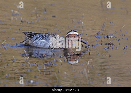 Wild drake Garganey at Cannop Pond Stock Photo - Alamy