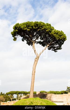 Umbrella or Italian stone pine tree, Pinus pinea near Sorrento, Italy ...