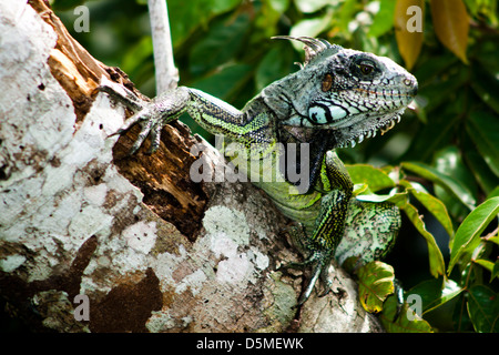 Green Iguana Iguana iguana Novo Airao Amazonas Brazil Stock Photo - Alamy