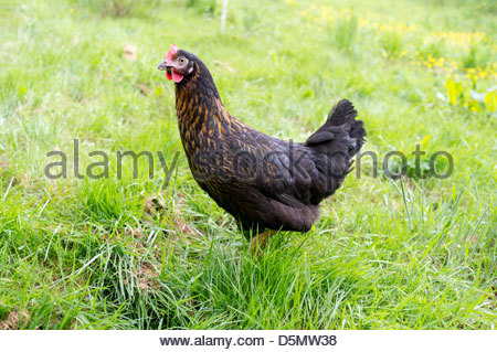 Young Black Copper Marans female hen eating wheat grains from a man's ...