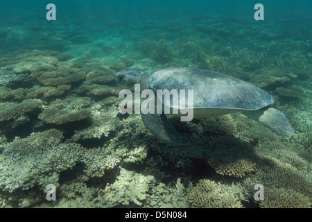 Australian flatback sea turtle (Natator depressus), endemic, female ...
