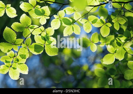 Texture of beech tree texture close-up. Natural wooden background Stock ...