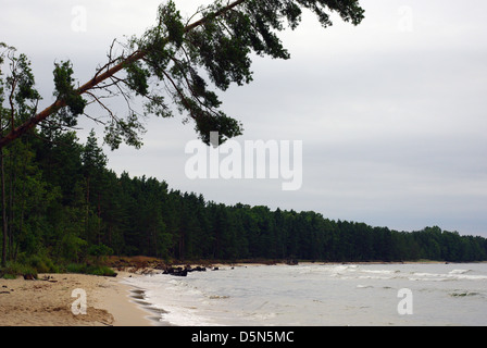 A fallen tree on the beach at the Baltic Sea at sunset Stock Photo - Alamy