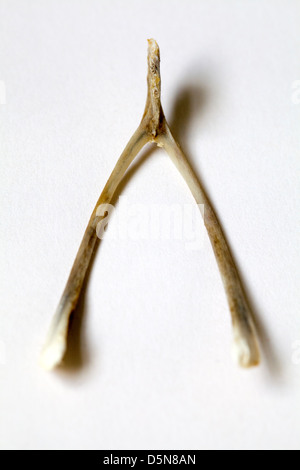 A chicken wishbone Stock Photo - Alamy