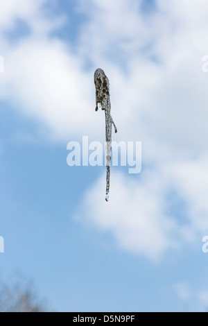 bird and poo Stock Photo - Alamy