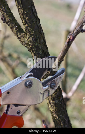 Red currant pruning Stock Photo - Alamy