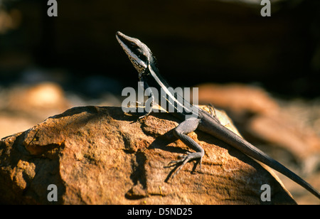 Lizard at King's Canyon, Watarrka National Park, Central Australia ...