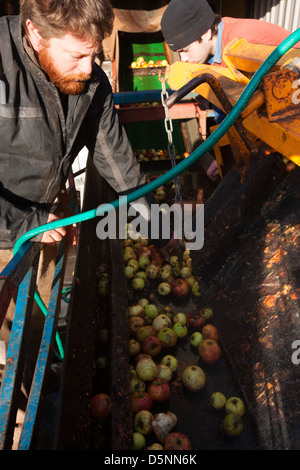All phases of cider production in the south west UK Stock Photo - Alamy