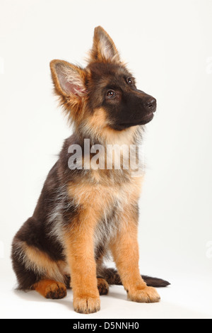 German Shepherd Dog Puppy Stock Photo - Alamy