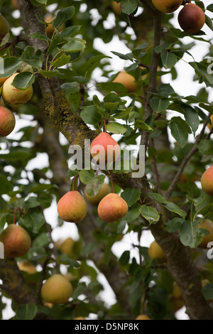 Blakeney red Perry pears. All phases of cider production in the south ...