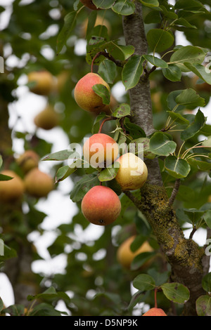 Blakeney red Perry pears. All phases of cider production in the south ...