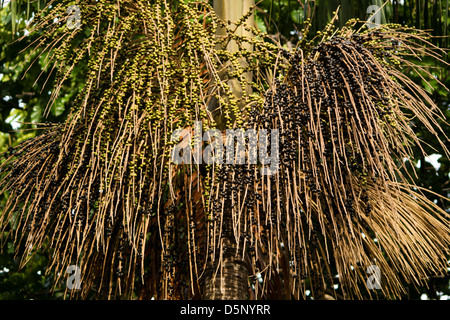 Acái tree at Novo Airão city, amazonas state, Brazil Stock Photo - Alamy