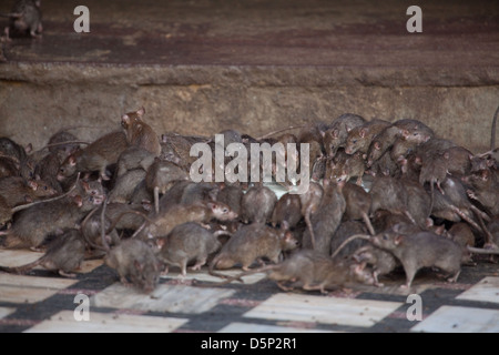 Indian man feeding a rat at hindu Temple of Rats (Karni Mata) in ...