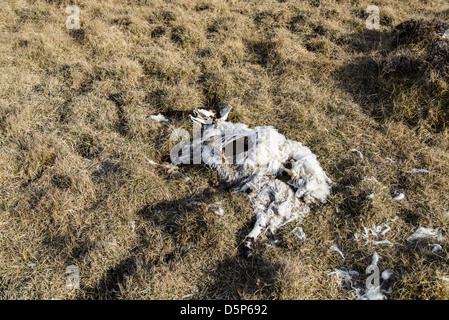 A dead sheep carcass in a field in the Derbyshire Peak District, UK ...