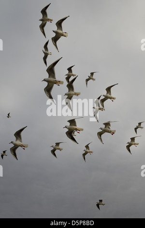 Flock over Common Gulls flying over the sea Stock Photo - Alamy