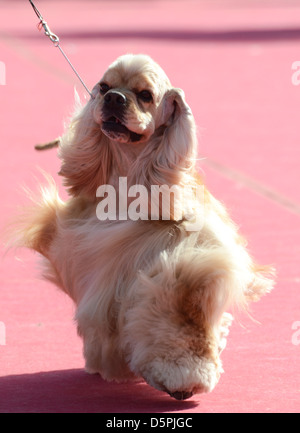 American Cocker Spaniel at a dog show Stock Photo - Alamy