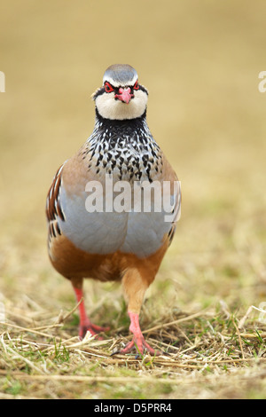 Red-legged partridge / French partridge (Alectoris rufa) drinking water ...