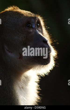 Long-tailed or Crab-eating adult macaque, full body shot. Sangeh Monkey ...
