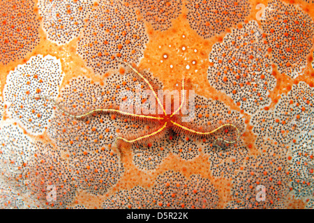 Brittle Star, probably Ophiothrix sp, on the dorsal surface of a ...