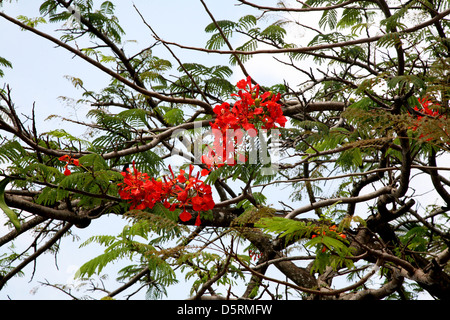 Flame Tree (Delonix regia) treetop near Moshi, Tanzania Stock Photo - Alamy