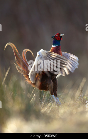 Male pheasant flapping wings during mating display ritual Stock Photo ...