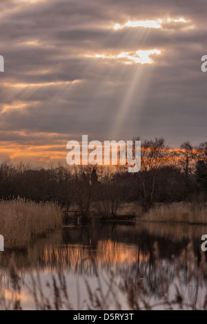Sunset over Reed beds Somerset Levels Stock Photo - Alamy