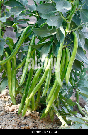 Broad bean or fava beans (Fave) on the close-up. From garden to table ...